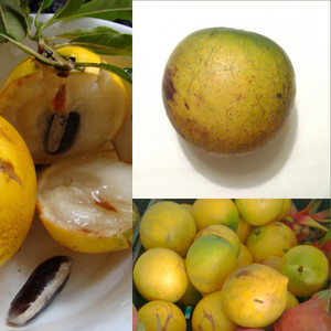 M-Technologies Rare Abiu Fruit Exotic Tropical Fruit Live Plant Price ...