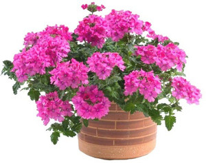 Vijay Sales Pilkhan Plant Price in India - Buy Vijay Sales Pilkhan ...