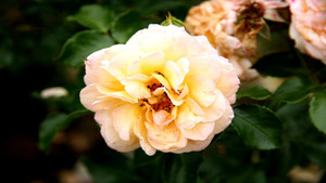 KD Roses Sticker poster For room Paper Print - Decorative posters in ...