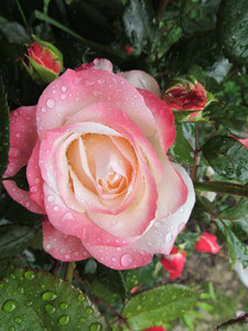 KD Roses Sticker poster For room Paper Print - Decorative posters in ...