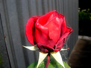 KD Roses Sticker poster For room|Flowers Poster Paper Print ...