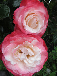 KD Roses Sticker poster For room Paper Print - Decorative posters in ...