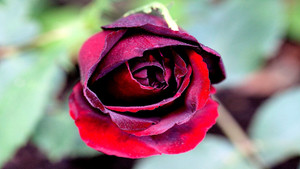 KD Roses Sticker poster For room Paper Print - Decorative posters in ...