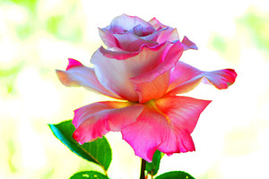 KD Roses Sticker poster For room|Flowers Poster Paper Print ...