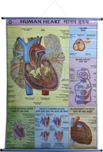 ROLLUP CHART OF HUMAN HEART (PIPE MOUNTED) Photographic Paper ...