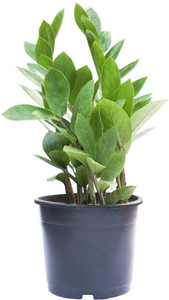 Masu Homes Zamia Plant Price in India - Buy Masu Homes Zamia Plant ...