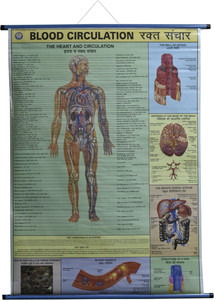 ROLLUP CHART OF BLOOD CIRCULATION (PIPE MOUNTED) Photographic Paper ...
