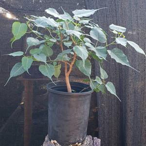 FLARE SEEDS Ficus Religiosa Best Quality Peepal Plant Seeds ( 100 seeds ...