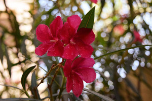 Seeds Zone Red Kaner Seed Price in India - Buy Seeds Zone Red Kaner ...