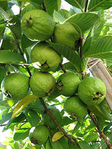 Trothic Guava Plant Price in India - Buy Trothic Guava Plant online at ...