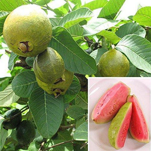 Trothic Guava Plant Price in India - Buy Trothic Guava Plant online at ...