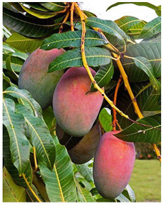 pb mandira plant Mango Plant Price in India - Buy pb mandira plant ...