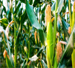 MGBN CORN/MAIZE FODDER SEED 50 GM (200 SEEDS) Seed Price in India - Buy ...
