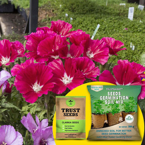 TrustBasket Clarkia (OP/Desi) Seeds with Free Germination Potting Soil ...