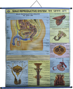 ROLLUP CHART OF MALE REPRODUCTIVE SYSTEM (PIPE MOUNTED) Photographic ...