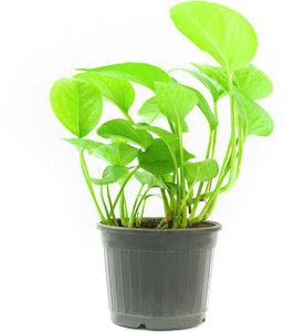 Masu Homes Money Plant Price in India - Buy Masu Homes Money Plant ...