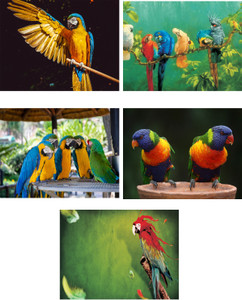 Nature Wall Poster|Beautiful Colorfull Parrot Poster combo |Decorative ...