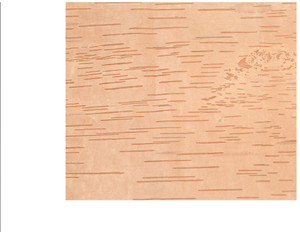 VINARGHYA Betula Utilis / Bhojpatra / Bhurjjamaram / Purchcham ...