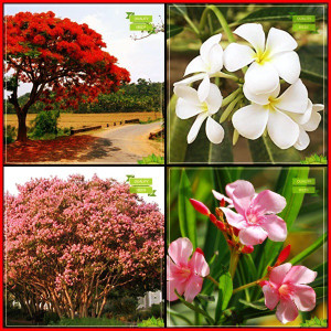 OhhSome Seeds India Combo Tree Seeds : Gulmohar, Kamini Seeds ...