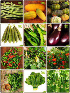 OhhSome Plant Gardening Combo Vegetable Seeds : Cowpea (Anaswara ...