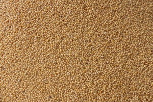 varsha traders Organic Natural Foxtail Millets Seeds / Kaon / kang ...