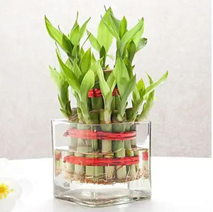 GHF Two Layer Bamboo Plant Price in India - Buy GHF Two Layer Bamboo ...