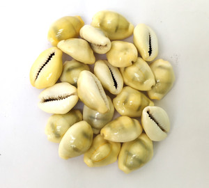 Djuize Yellow Kaudi seashell 21 pieces Stoneware Yantra Price in India ...