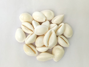 Djuize White Kaudi shells 21 pieces Stoneware Yantra Price in India ...