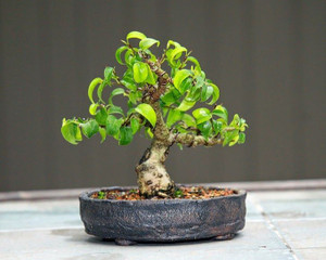 Cloud Farm Ficus Plant Price in India - Buy Cloud Farm Ficus Plant ...