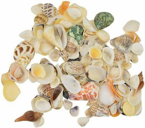 Atul bamboo stick sea shells diffrent shape - sea shells diffrent shape ...