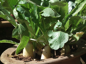 CooPany HIGH YIELDING RADISH / MOOLI / MULLANGI SEEDS 10 GRAMS 500 Seed ...