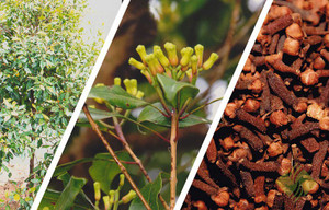 LushGreen Clove Plant Price in India - Buy LushGreen Clove Plant online ...