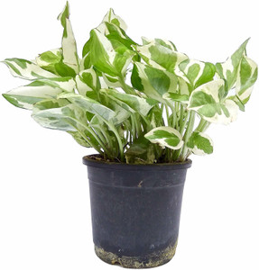 GHF Money Plant Price in India - Buy GHF Money Plant online at Flipkart.com