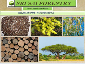 SRI SAI FORESTRY Indian Babool,Acacia nilotica tree seeds for Natural ...