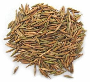 VINARGHYA Indrajao / Indrajou / Indrajava / Dudhalo / Tiraj / Kuda ...