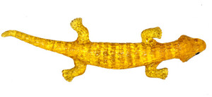 DigitalGoal Sticky Toy Lizard Jelly Set for kids - Sticky Toy Lizard ...