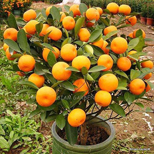 EVY Orange Plant Price in India - Buy EVY Orange Plant online at ...