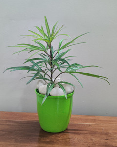 flora persona Aralia Plant Price in India - Buy flora persona Aralia ...