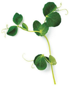 Biosnyg Peas Microgreens (Matar) Seeds 250 Seeds Seed Price in India ...