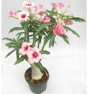 ADANNAYA Anthurium Plant Price in India - Buy ADANNAYA Anthurium Plant ...