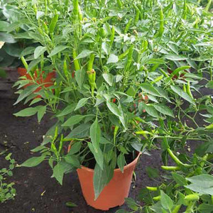 Plants Point Mirch/Chilli Plant Price in India - Buy Plants Point Mirch ...