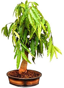Trothic Ashok Plant Price in India - Buy Trothic Ashok Plant online at ...
