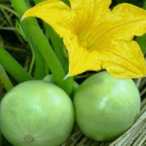 Greenry NAAZ AGRO KOMAL APPLE GOURD(TINDA)SEEDS Seed Price in India ...