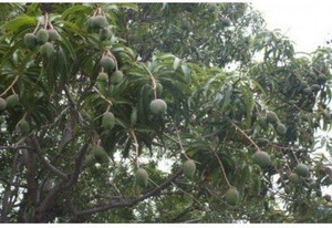 Artful Creature Mango Plant Price in India - Buy Artful Creature Mango ...