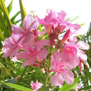 Bee Green Oleander Plant Price in India - Buy Bee Green Oleander Plant ...