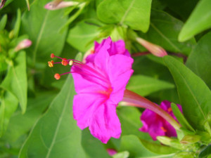 GRAH PRAVESH gulbas, 4 o'clock flower, mirabilis Seed Price in India ...