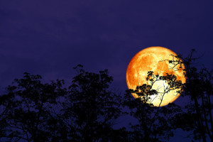 the blue night with orange moon |moon quotes Paper Print - Nature ...