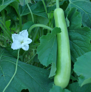 Zomoloco Hybrid Bottle Gourd/Calabash Vegetable Seed Price in India ...