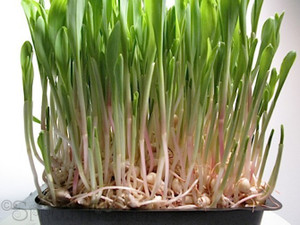 Antier Corn (Small Popcorn Shoots Microgreen Seeds Seed Price in India ...