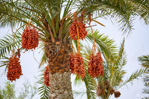 Green World DATE PALM / KHAJOOR PALM / PHOENIX DACTYLIFERA SEEDS ( 100 ...